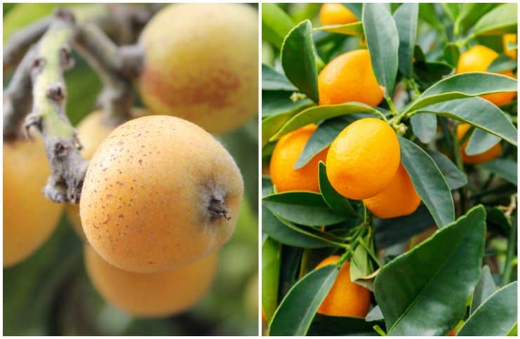 Loquat vs Kumquat – Differences In Taste & Health Benefits