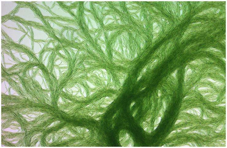 Green Algae Cell